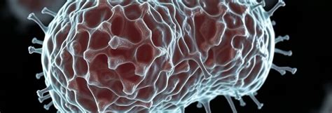 C Difficile Pathogenesis And Antibiotic Resistance