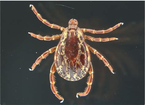 Dermacentor Variabilis Microscope