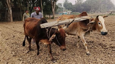 হারিয়ে যাওয়া গ্রামের ঐতিহ্যবাহী লাঙ্গল। আগামীর জন্মের তরুণ তরুণীরা এগুলো আর দে খেন না। Youtube