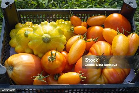 야채 수확 다양한 품종의 잘 익은 빨간색과 주황색 토마토 노란색 파티송 호박 후추 양파 및 마늘 유기 건강 식품 배경 파머스 마켓 0명에 대한 스톡 사진 및 기타 이미지