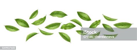 녹차 잎 젊은 싹과 흰색 배경에 고립 줄기 아시아 허브 의료 공장 검은 색 녹색 및 흰색 차의 원료 항산화 허브 수채화 음식