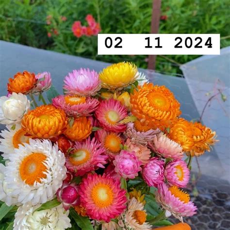 მაქვს თურქული მიხაკები მოყავილე ყვავილები ოზურგეთში Facebook