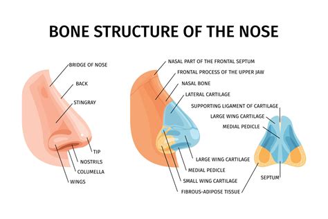 Bone Structure Of Nose Infographics 12696798 Vector Art At Vecteezy