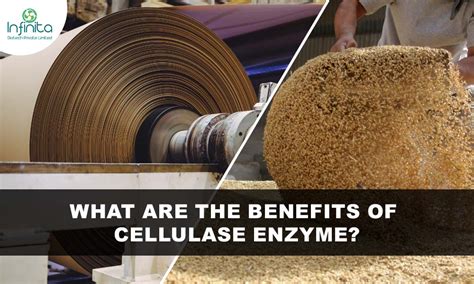 What Are The Benefits Of Cellulase Enzyme