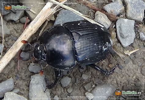 Splendid Earth Boring Beetle