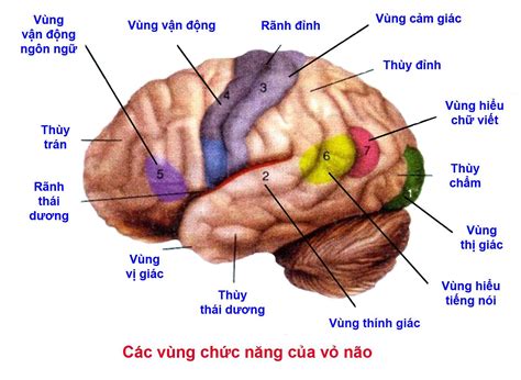 Sinh học 8 bài 47 Đại não Lý thuyết lớp 8 môn Sinh VnDoc