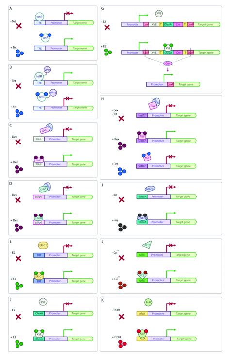 Schematic Representation Of Chemically Inducible Systems For Regulation Download Scientific
