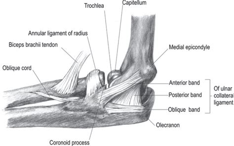 The Armdoc Ulnar Collateral Ligament Reconstruction Of The Elbow