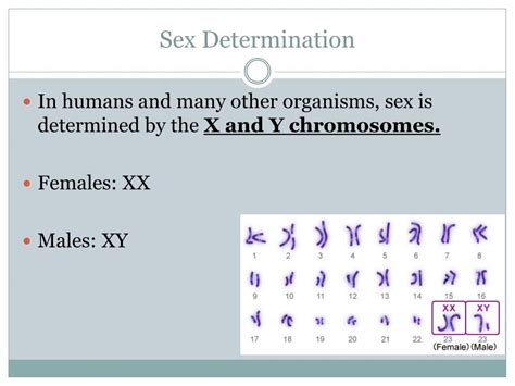 PPT Different Types Of Inheritance PowerPoint Presentation Free Download ID 2226478