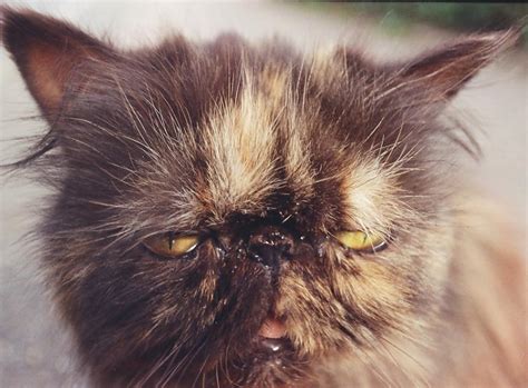 Ugliest Kitten Ever