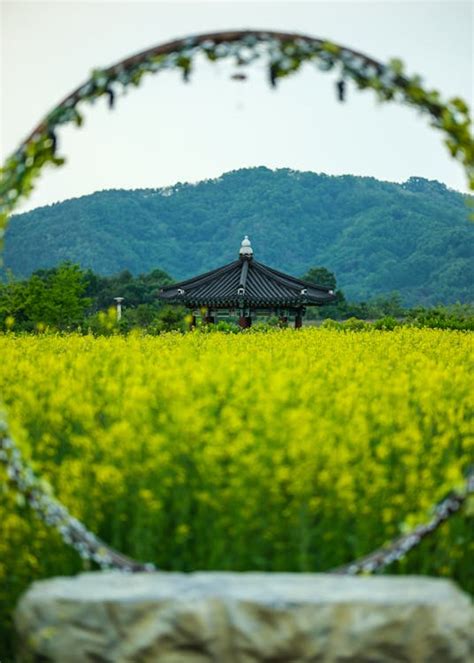 집 밖의 검은 지붕 경상북도 경치 좋은 전망 고요한 꽃무늬 꽃밭 노란 꽃 녹지 농촌의 대한민국 목가적 인 장면 목가적인 문화 유산 문화적 랜드마크