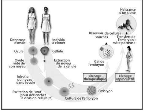 Touche Avec Les Mots Le Clonage Humain