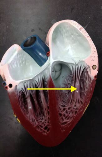 Heart Anatomy Flashcards Quizlet