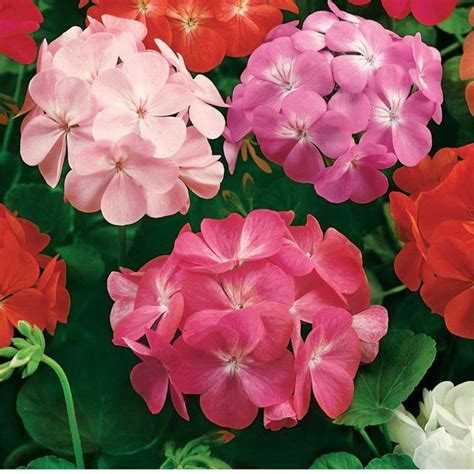 Купить семена Пеларгония зональная Капри, смесь в магазине Первые ...