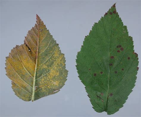 Cane And Leaf Rust Of Brambles Scouting Guide For Problems Of Fruit