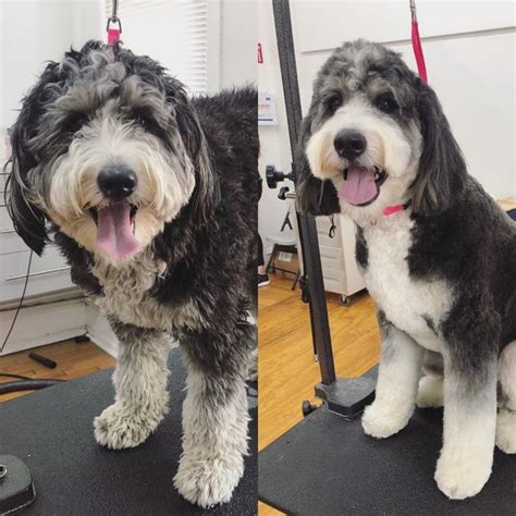 Best Types Of Bernedoodle Haircuts With Pictures 2024 We Love