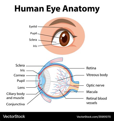 Labelled Diagram Of The Eye And Their Functions Infoupdate Org