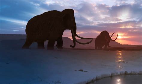 Woolly Mammoths Went Extinct 5700 Years Later Than Assumed
