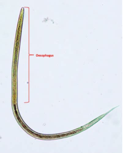 Parasites Prac 1 Flashcards Quizlet