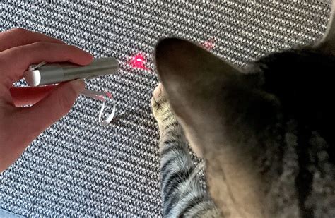 Laser Pointer For Cats Eyes At Joshua Hausman Blog