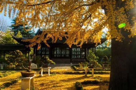扬州看银杏最好的地方 哪里银杏最好看 旅泊网