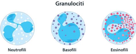 Granulociti
