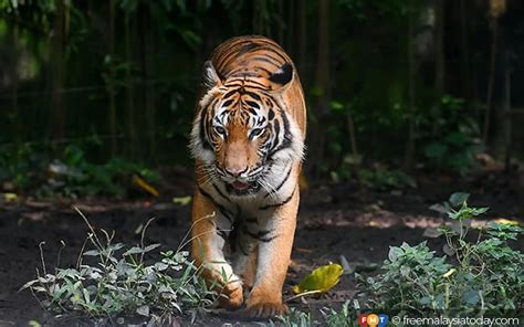 Kerajaan Komited Tingkat Usaha Selamatkan Harimau Malaya Fmt