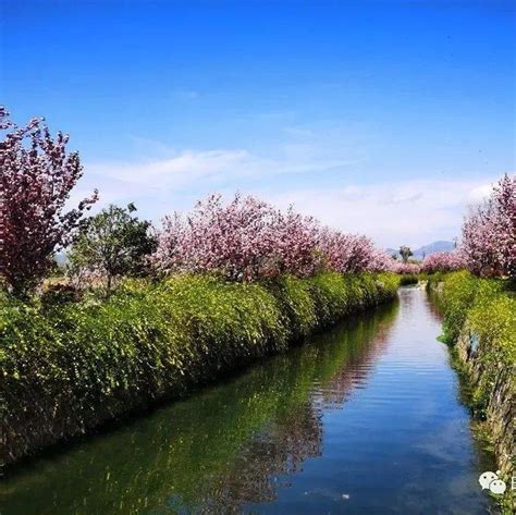 太美了 凤凰山脚藏着一处樱花美景 污水厂 昭阳区 田芳