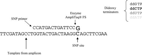 Schematic Of The Primer Extension Assay Employed In The Snapshot R Download Scientific Diagram