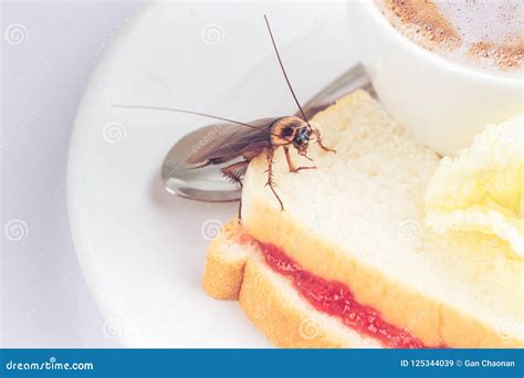 The Problem In The House Because Of Cockroaches Living In The Kitchen