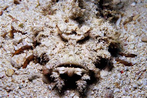 Creature Feature: The Spiny Devilfish | Evolution Diving Resort ...