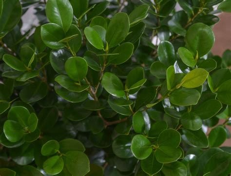 Laurel De La India Características Cultivo Y Cuidados Jardinus