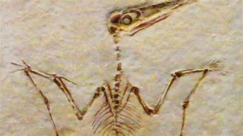 Pterodactylus Fossil Reptile Genus Britannica