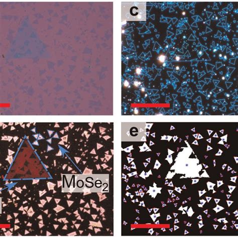 Imaging And Image Processing Of Cvd Grown Tmd Monolayers A A Schematic Download Scientific
