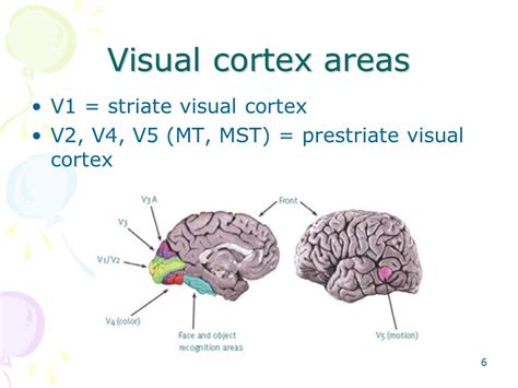 Visual Cortex V1 V2 V3 V4 V5