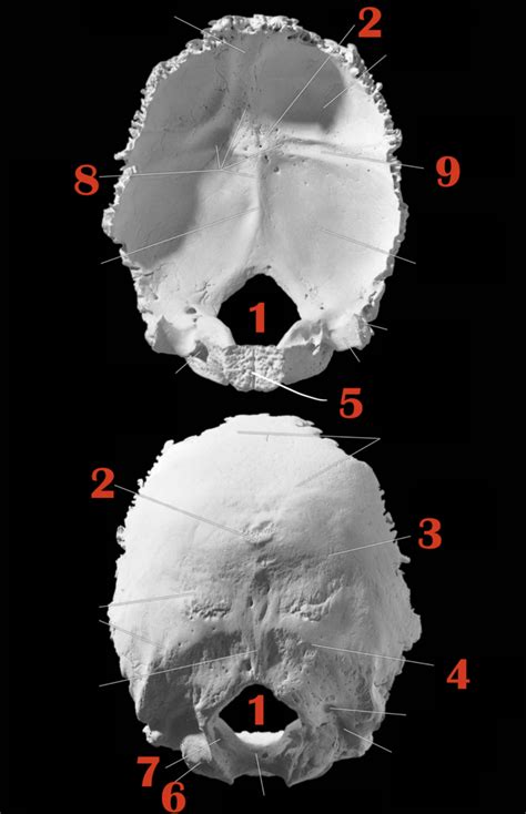 Occipital Bone Features Osteo F Diagram Quizlet