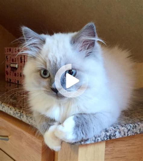 Is It Safe To Let Your Ragdoll Cat Outside Catsinfo