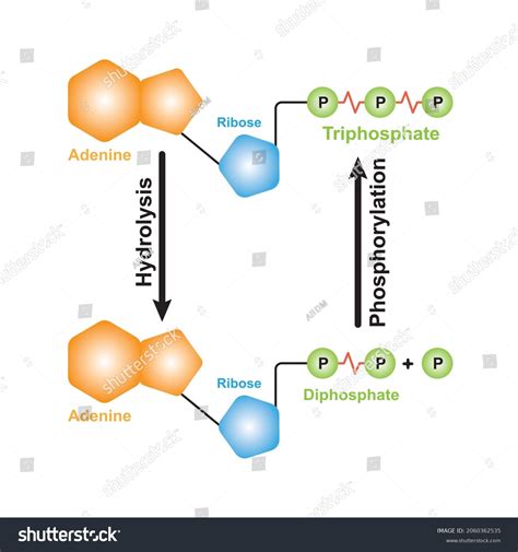 Phosphorylation Atp