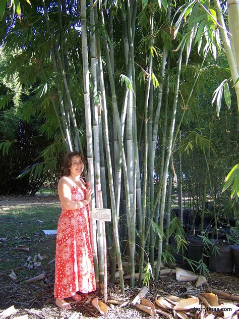 Beautiful Bamboo Blue Timber Bamboo A Most Beautiful Clumper