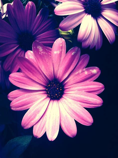 Blue Moon Daisies Purple Daisies Against Blue Sky Pink And Purple