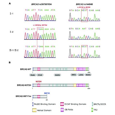 A Workflow For The Identification Of Pathogenic Mutations B Download Scientific Diagram