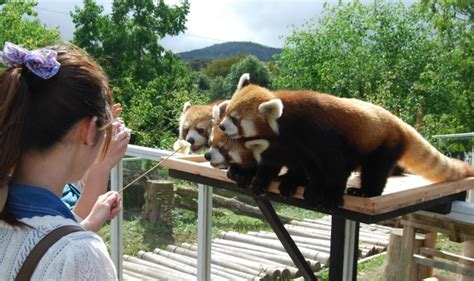 미네 야키요시다이 사파리 랜드 티켓