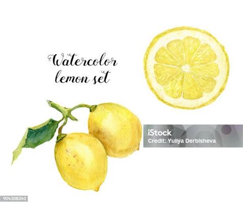 레몬 수채화 설정합니다 디자인 직물 또는 인쇄에 대 한 흰색 배경에 보스 컬렉션 레몬에 대한 스톡 벡터 아트 및 기타 이미지 레몬 수채화 0명 Istock