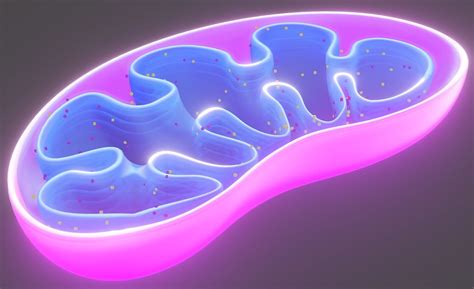 Mitochondrien
