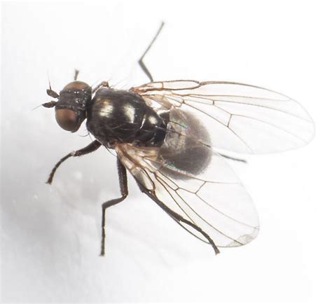 Small Fly Bugguidenet