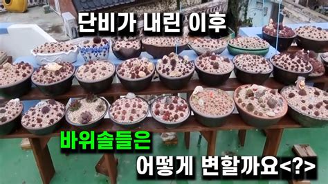 바위솔피핀바위솔윌리엄바위솔 단비가 내린 이후 바위솔들은 어떤 모습으로 변할까요☂️🤩🌈 Youtube