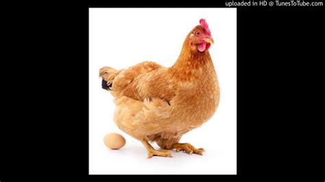 ნარკომანი მამალი ეძღვნება ყველა დედალს Youtube