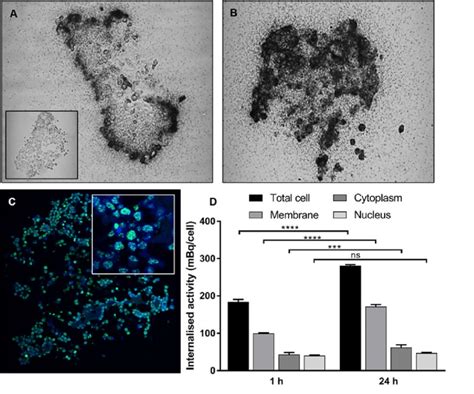 Spatial Distribution Of 111 In Egf In Mda Mb 468 Spheroids Download Scientific Diagram
