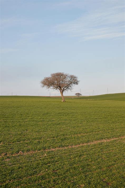 Arboles 검정과 녹색 경치 고독한 나무 고립 된 나무 고요한 구름 끝없는 하늘 나무 나무 실루엣 녹색 녹색 풍경 녹지 놀라운 농촌의 단 하나