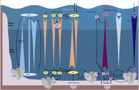 Factors And Processes In The Ocean Ecosystem Schematic Representation Download Scientific